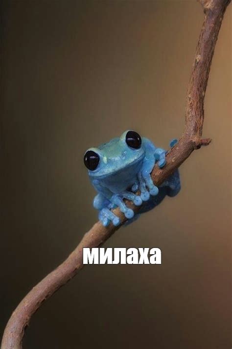Создать мем большеглазая лягушка лягушка квакша австралийская голубая квакша Картинки