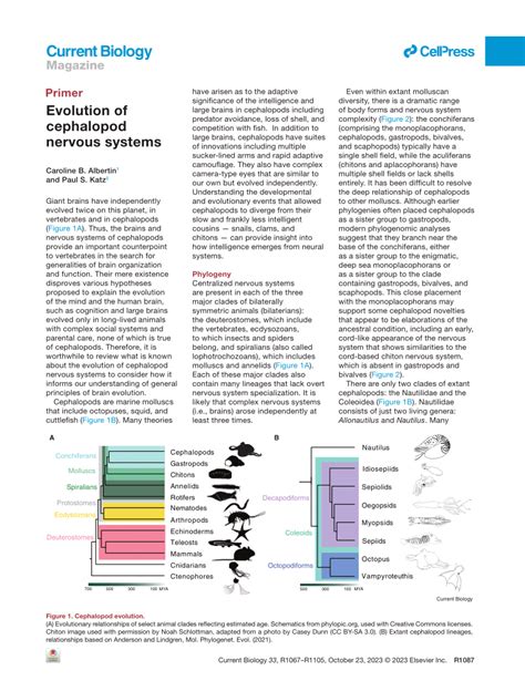 Pdf Evolution Of Cephalopod Nervous Systems