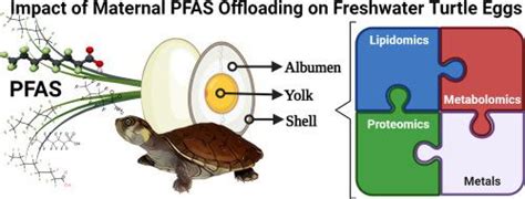 David Beale On Linkedin Bioaccumulation And Impact Of Maternal Pfas Offloading On Egg Biochemistry…