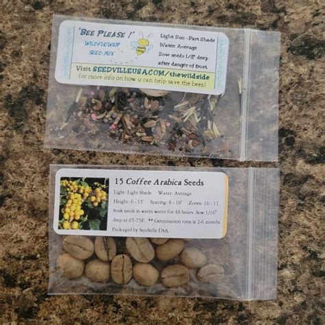 30 Kashmir Weeping Cypress Tree Cupressus Cashmeriana Blue Evergreen