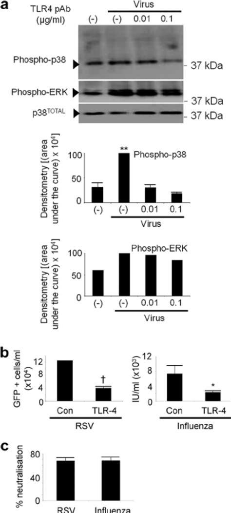 Activation And Phosphorylation Of P38 Mapkvirus Infection Can Be