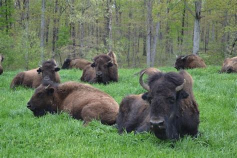 Public Bison Auction To Manage Herd Size At Lbl Radio Nwtn