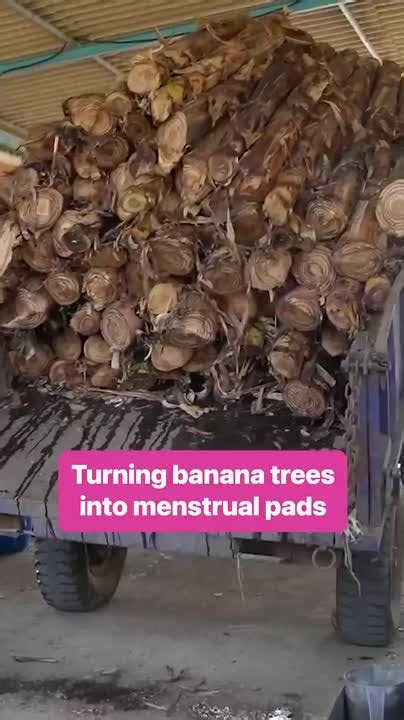 Tleetse Phakoe On Linkedin Mind Blowing 😫😢 Why Dont Banana Trees