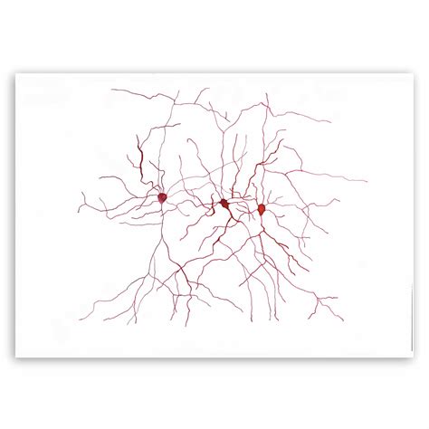 Pyramidal Cells 02 Wee Aye Aye