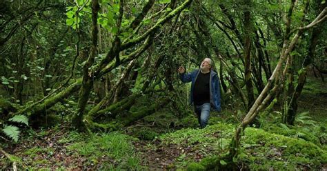 Native Oak In Danger From Importation Of Saplings And Propagation Of