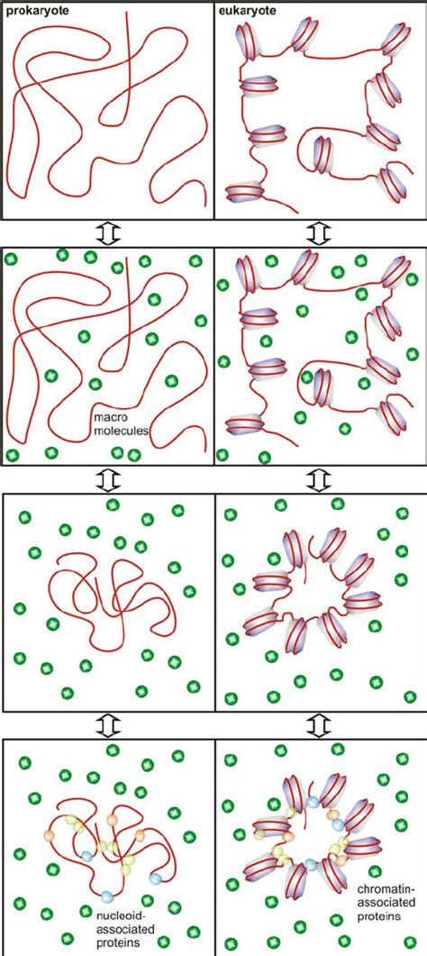Macromolecular Crowding Leads To Strong Compaction Of Genomes The Download Scientific Diagram