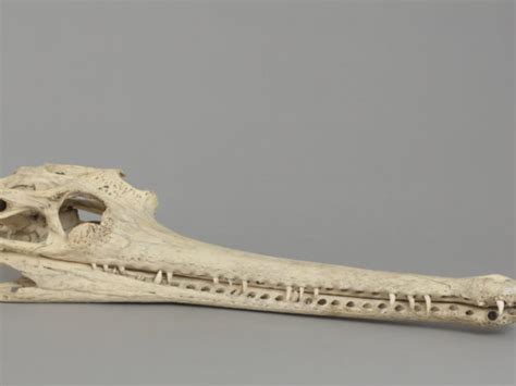 Evidence Pliosaurus