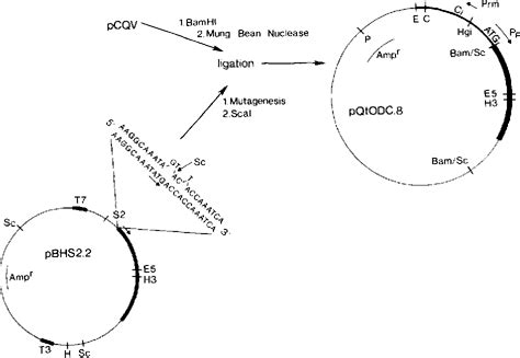 Figure 7 From Trypanosoma Brucei Ornithine Decarboxylase Enzyme