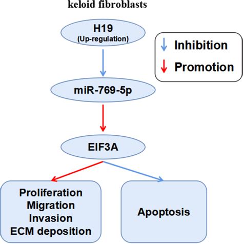 Main Idea Diagram Of This Study H19 Regulated The Proliferation
