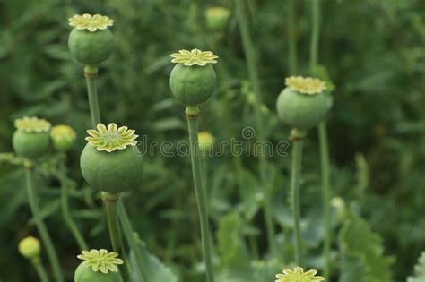 Green Poppy Heads Growing In Field Closeup Space For Text Stock Image