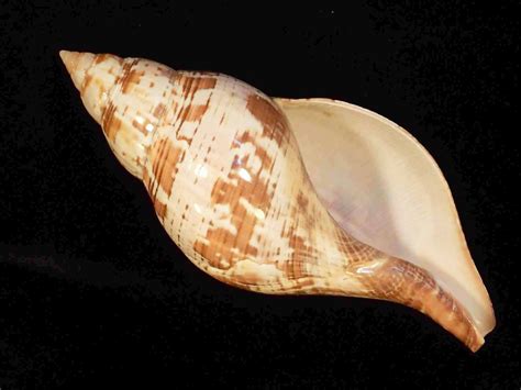 True Tulip Shell [seashells Natural] Naturally Wild Australia