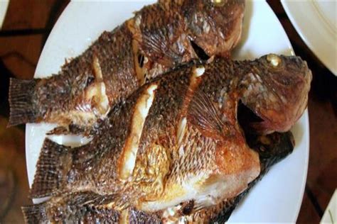 السمك البلطي فوائده ومخاطره الصحية الكونسلتو