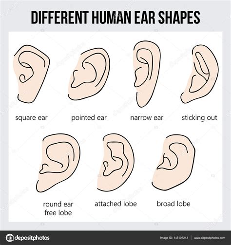 Different Types Of Ear Shapes