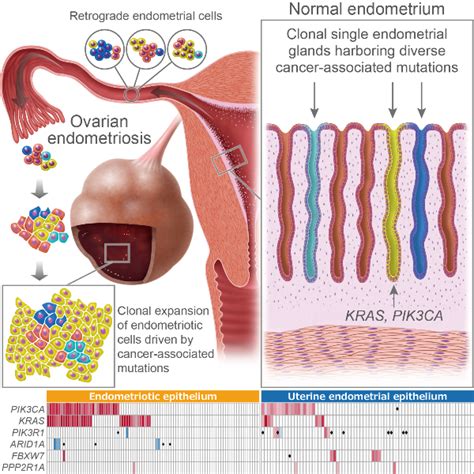 Endometrial Cells
