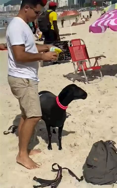 Vídeo Homem leva ovelha de estimação para passear na praia e chama