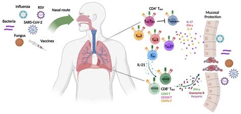 Tissue Resident Memory T Cells And Lung Immunopathology Pmc