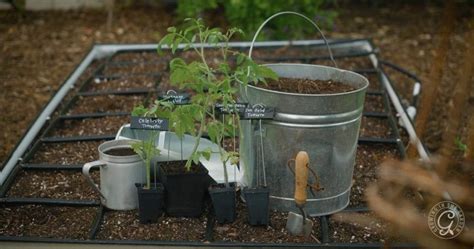 How To Plant Tomatoes A Step By Step Guide Growing In The Garden