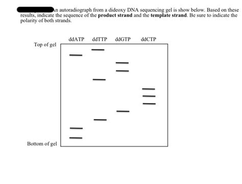 Solved An Autoradiograph From A Dideoxy Dna Sequencing Gel