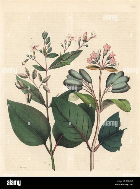 Árbol de corteza de quina Cinchona officinalis rojos y la Cascarilla