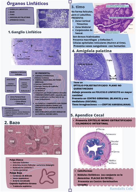 Organos Linfáticos Histología Apuntes De Histología Docsity