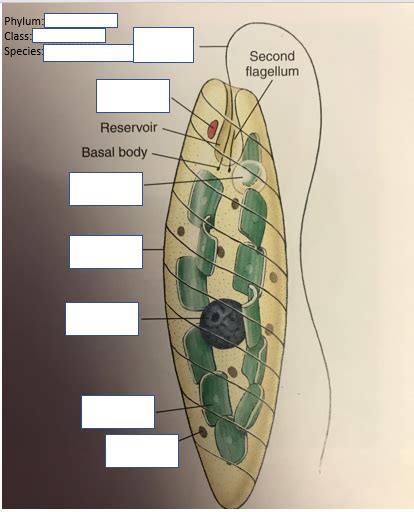 Euglena Gracilis Diagram