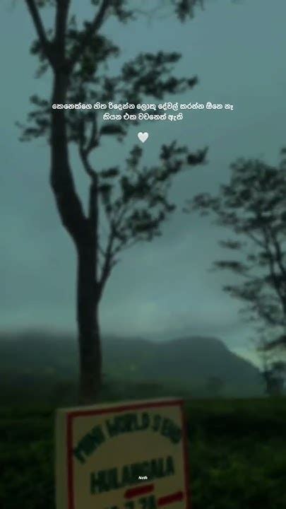 යමෙකු මල් පිපෙන්නේ ඔහු නිවැරදි පුද්ගලයාගේ දෑත් අල්ලා ගත් විටය ️💐 Youtube
