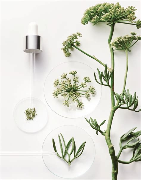 CandaScent Labs Botanically Powered Candles in 2024 | Organic essential ...