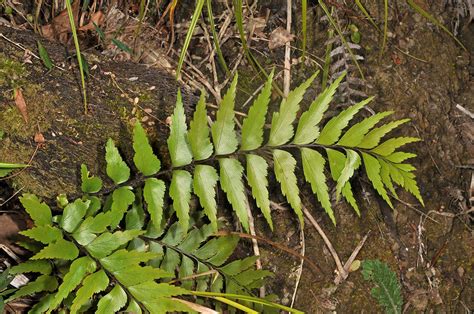 Asplenium Polyodon Aspleniaceae