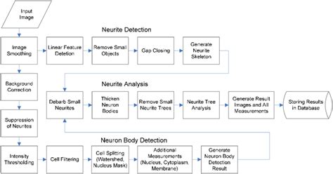 Sequential Procedure Of Neurite Analysis For A Single Image Download