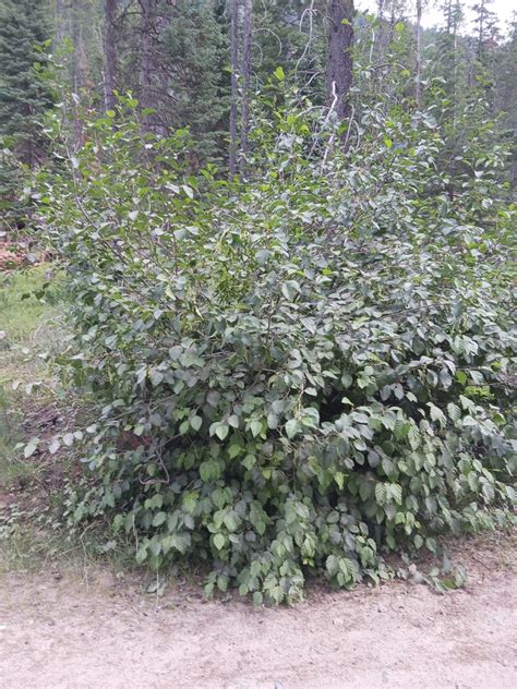 Thinleaf Alder From Wallowa County Us Or Us On August 3 2022 At 02