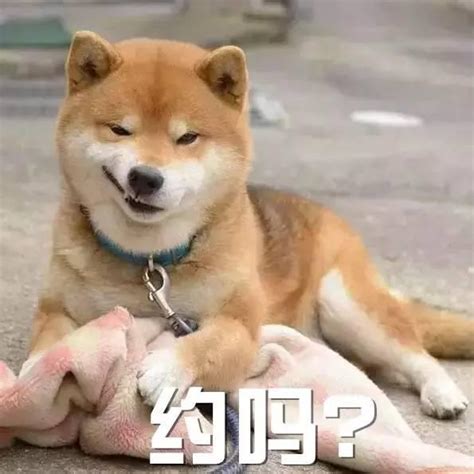 这些狗狗表情包，看过的人都收藏了哟表情包狗狗圣罗兰新浪新闻