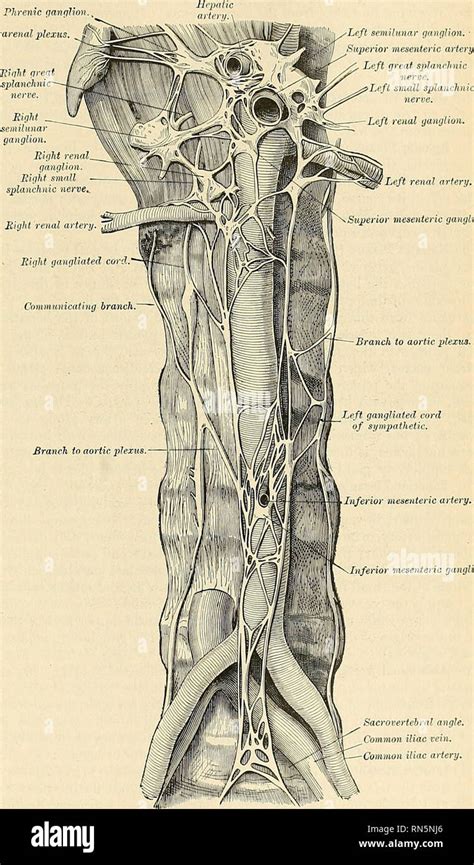 Anatomy Descriptive And Applied Anatomy The Cceliac Or Solar Plexus 1075 The Renal Plexus