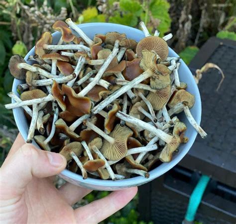 Cyanescens Look Alikes Pictures