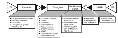 Individual Aav Production And Purification