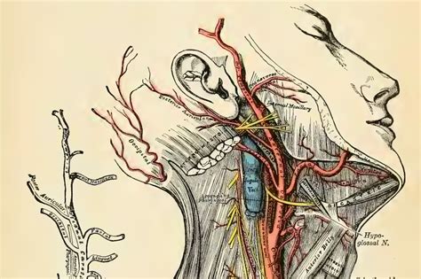 Netter Arteries In The Neck