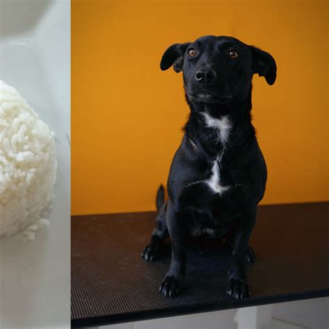 Puedes Alimentar A Tu Perro Solo Con Comida Humana