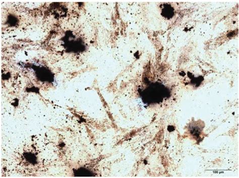 Multilineage Differentiation Of Canine At Mscs A Adipogenic