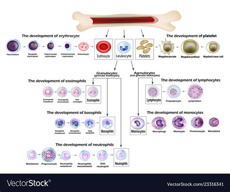 Stages Of Red Blood Cell Maturation Hot Sex Picture
