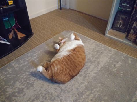 Anyone Feel Like Telling Stumpy He S Cute R Cats