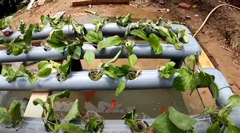 Build Your Own Hydroelectric Powered Hydroponics System
