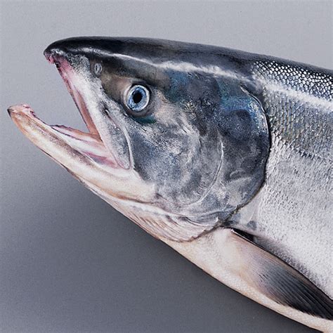 新物「北隆丸」鮮銀毛鮭（メス姿1本・筋子入り）37kg／冷蔵 オホーツク活魚ネット