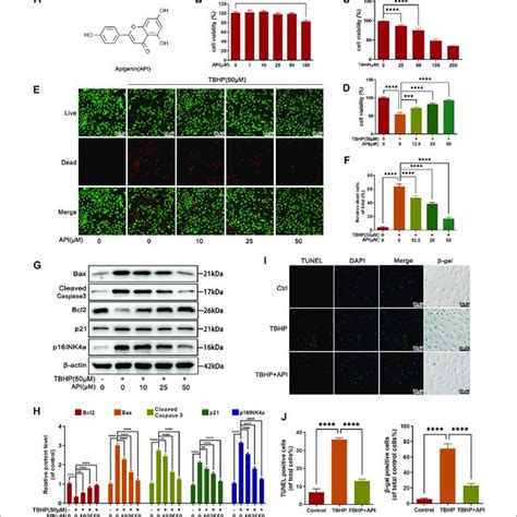 Effects Of Apigenin Api On Cell Viability Apoptosis And