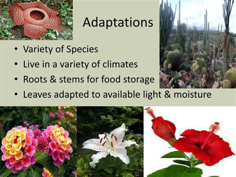 Ppt Division Anthophyta Powerpoint Presentation Free Download Id