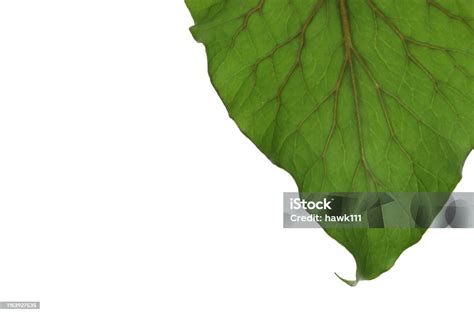 흰색 배경의 잎 관다발 식물에 대한 스톡 사진 및 기타 이미지 관다발 식물 녹색 사진 이미지 Istock