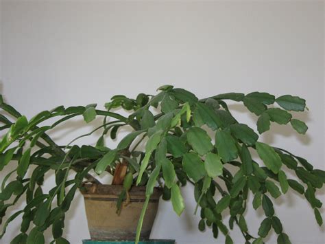 Grafting Cacti And Other Succulents 3 Steps Instructables