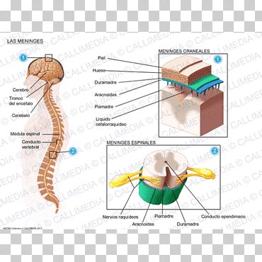 Meningitis Png Klipartz