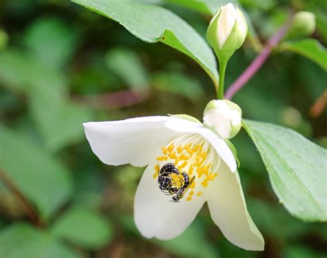 Flower Bee Pollination Free Photo On Pixabay Pixabay