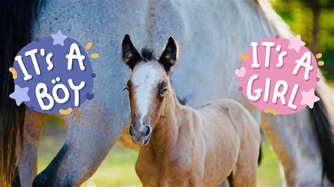 Newborn Foals Name And Gender Reveal Youtube