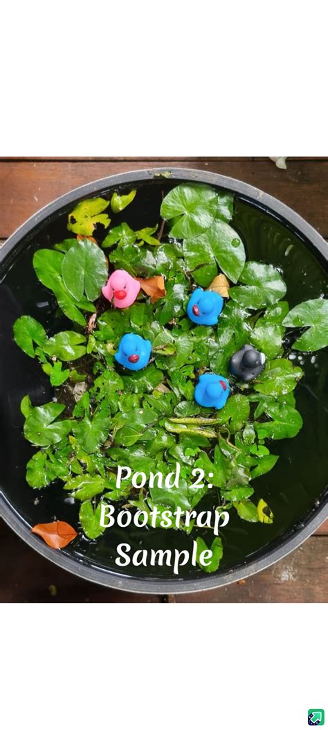 Pond 2 Rubber Duckies Bootstrap Sample Without Observation J No
