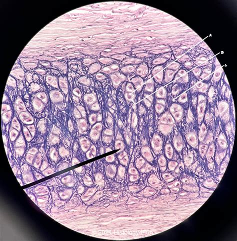 Elastic Cartilage Tissue Microscopic Views Of The Three Forms Of